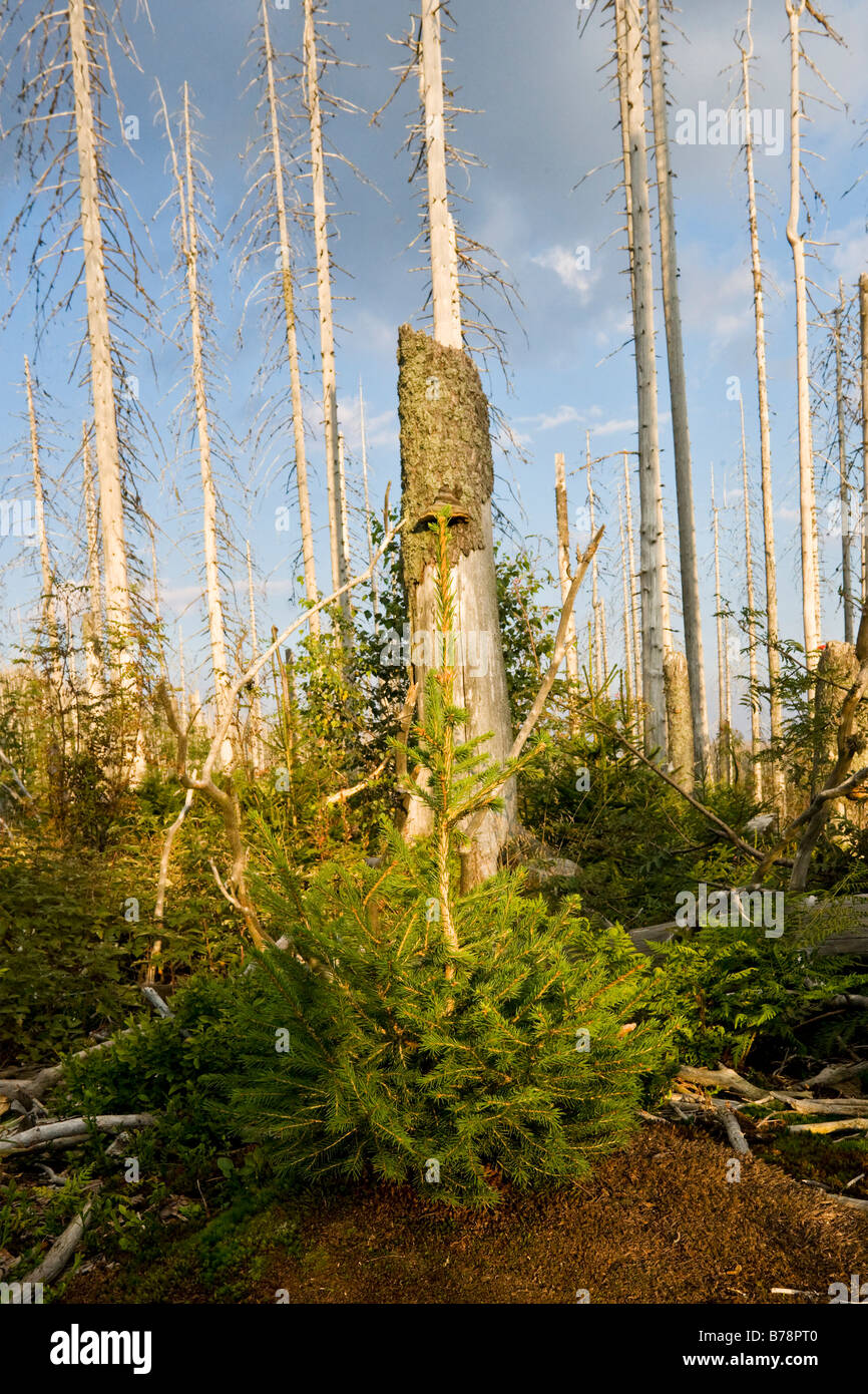 Germany, Bavarian Forest, Forest dieback by bark-beetles Stock Photo ...