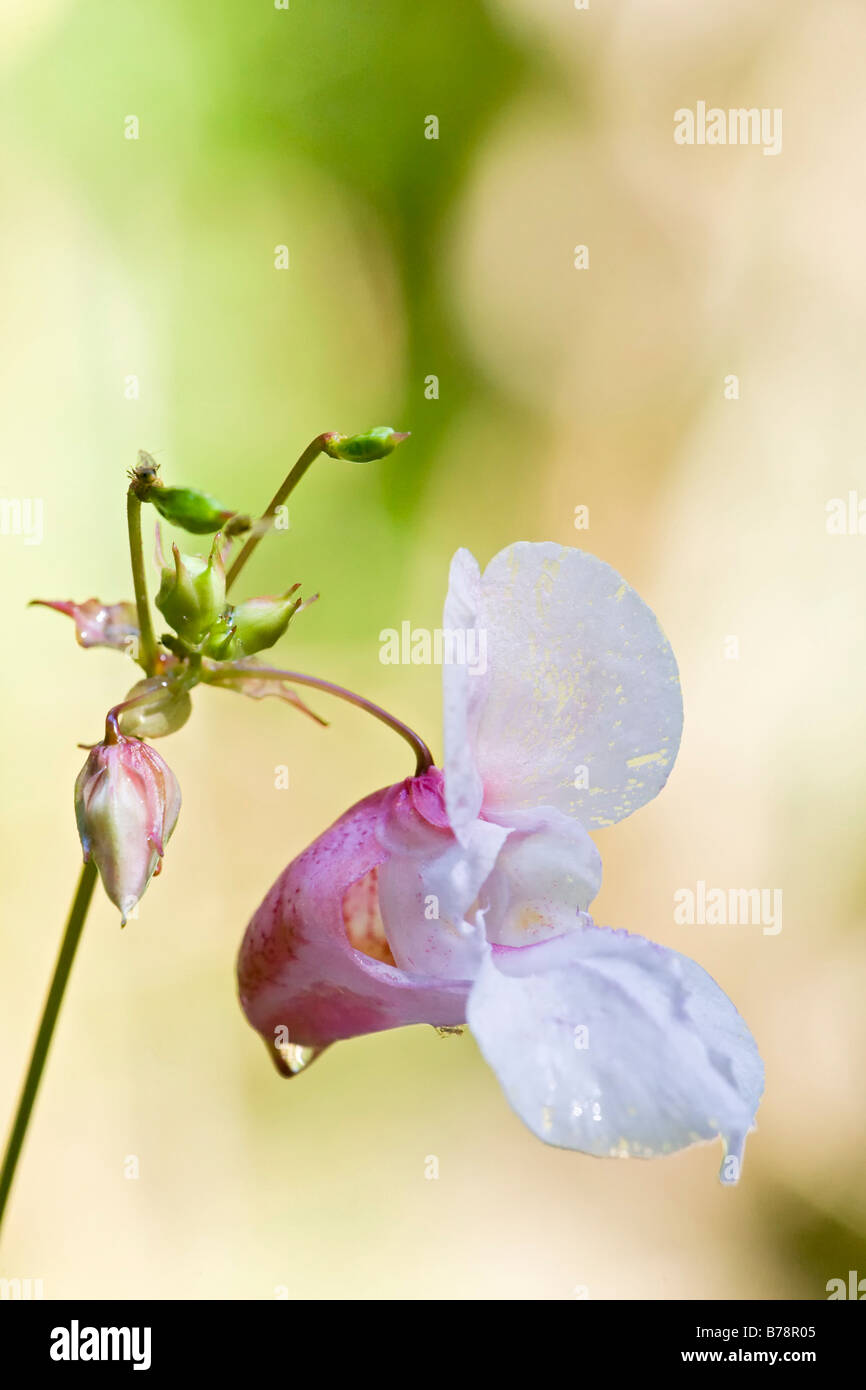 Jewelweed stem hi-res stock photography and images - Alamy