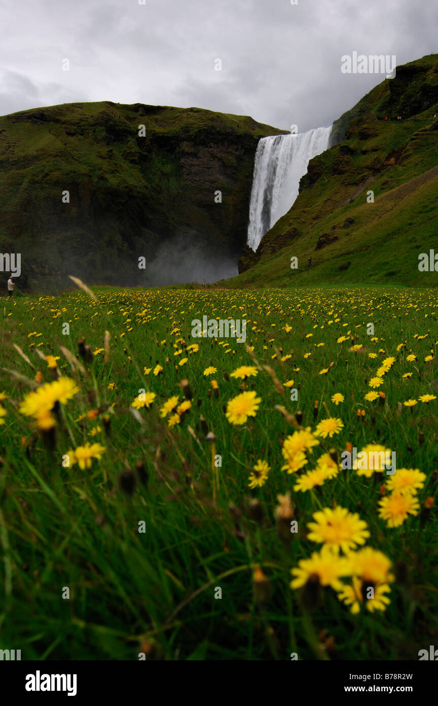 Flowers of iceland hi-res stock photography and images - Alamy