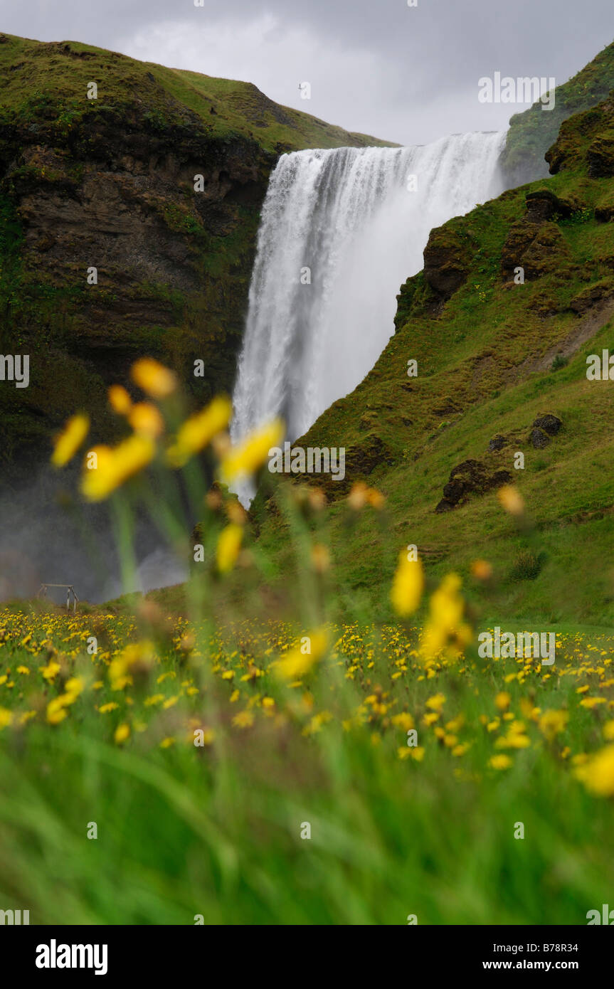 Flowers at Skogafoss, Iceland, Europe Stock Photo - Alamy
