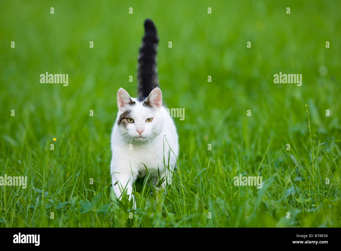 Domestic cat walking frontal hi-res stock photography and images - Alamy