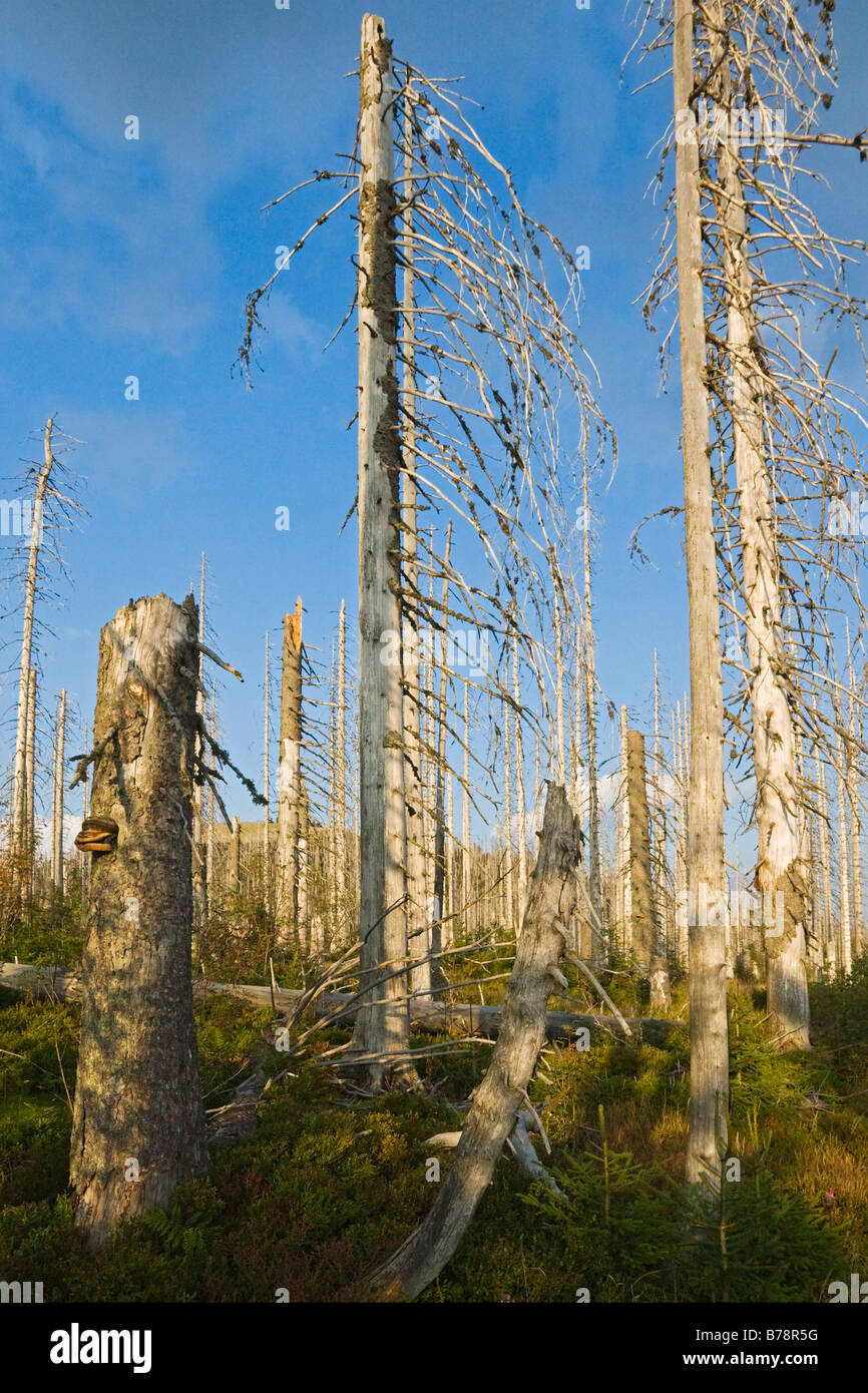 Germany, Bavarian Forest, Forest dieback by bark-beetles Stock Photo ...