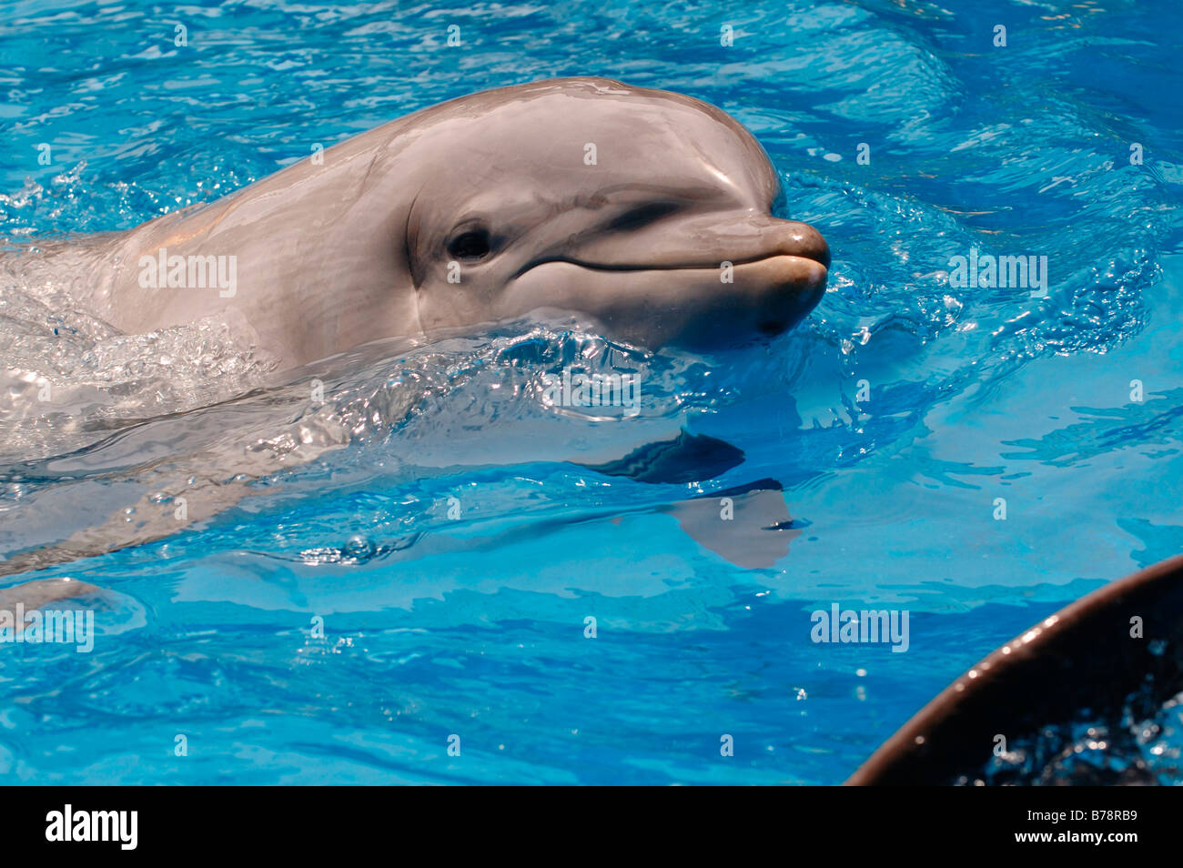 Dolphin (Delphinidae), SeaWorld Adventure Park, Orlando, Florida, USA ...