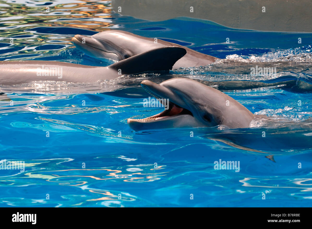 Dolphin (Delphinidae), SeaWorld Adventure Park, Orlando, Florida, USA ...