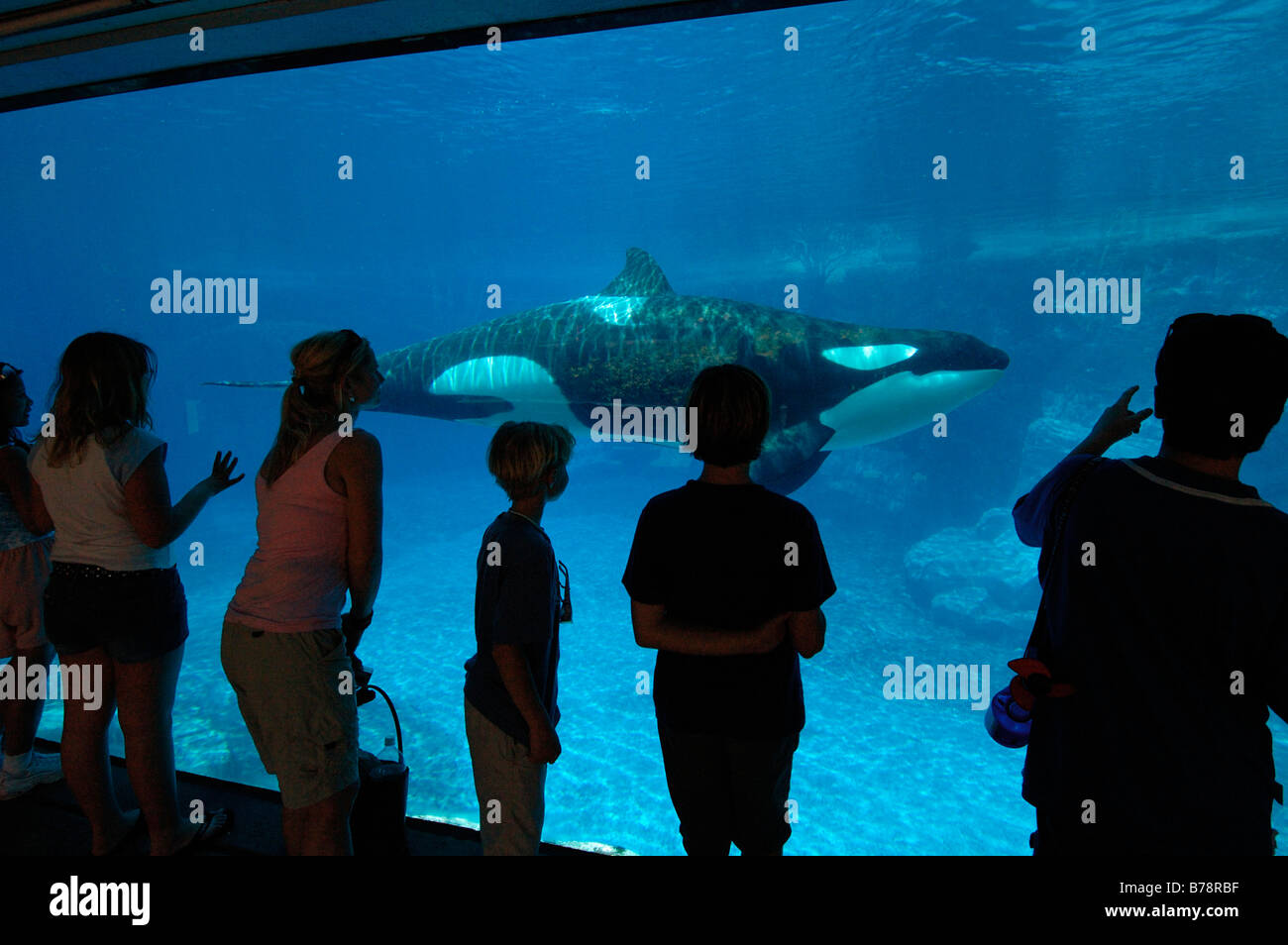 Orca show, SeaWorld Adventure Park, Orlando, Florida, USA, North ...