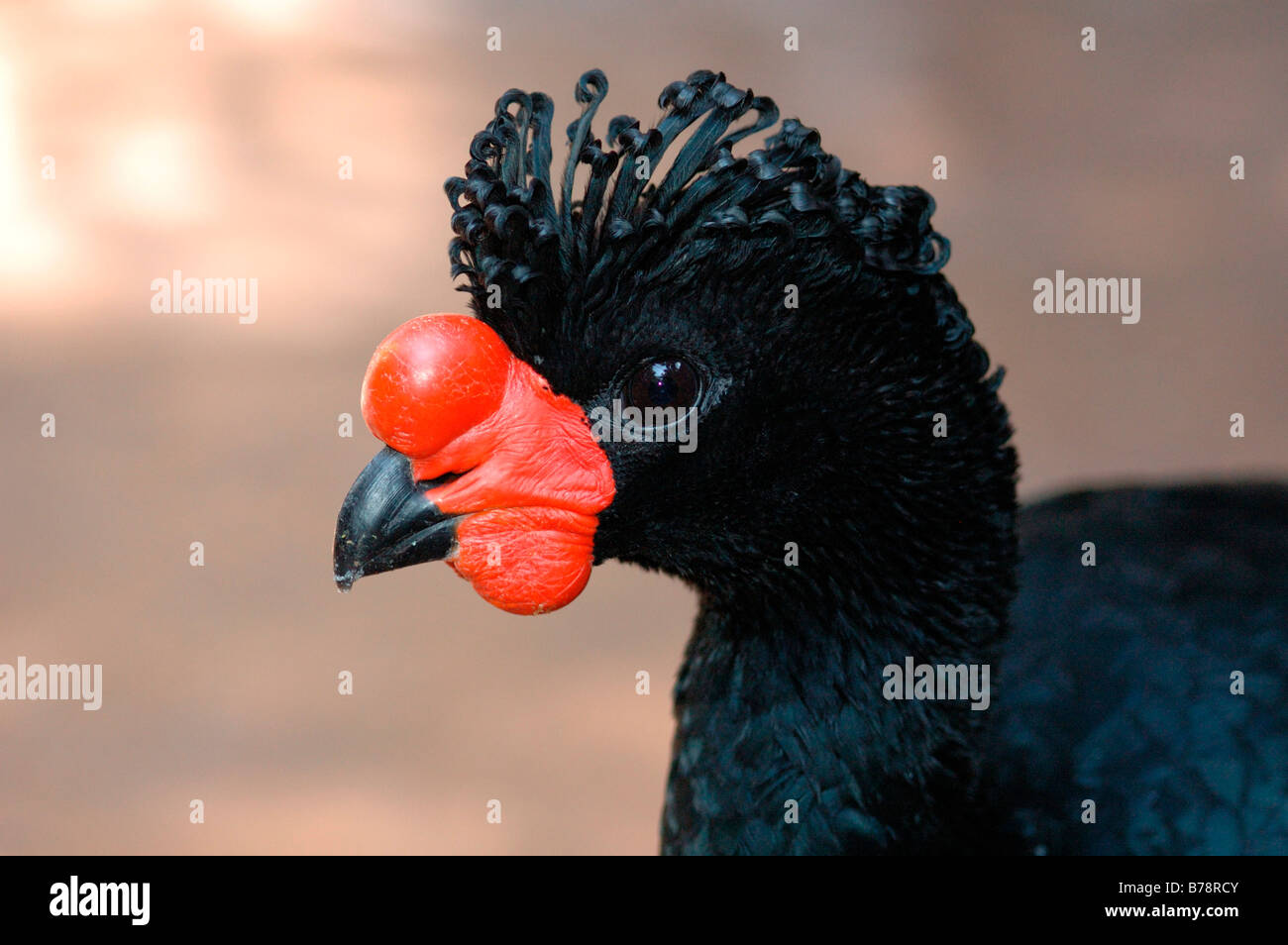 Guineafowl (Numididae), portrait, Discovery Cove, adventure park ...