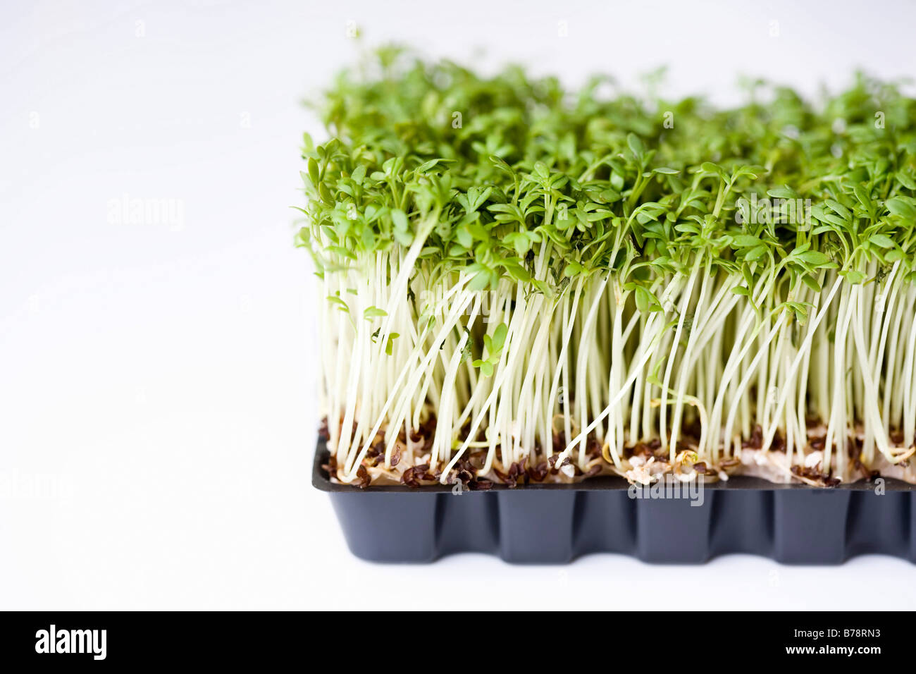 Cress sprouts in plastic box Stock Photo - Alamy