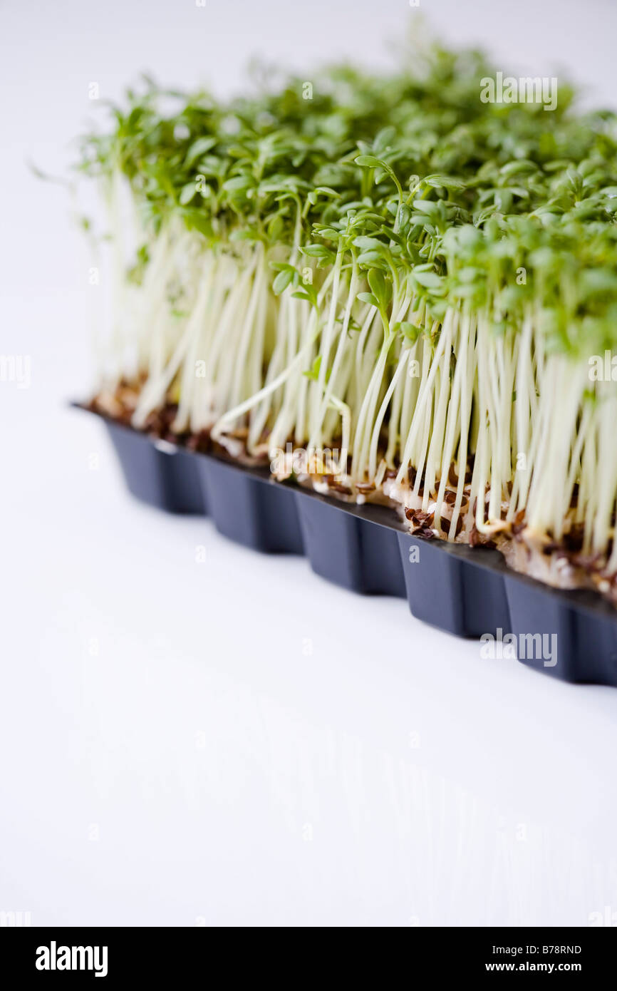Cress sprouts in plastic box Stock Photo - Alamy