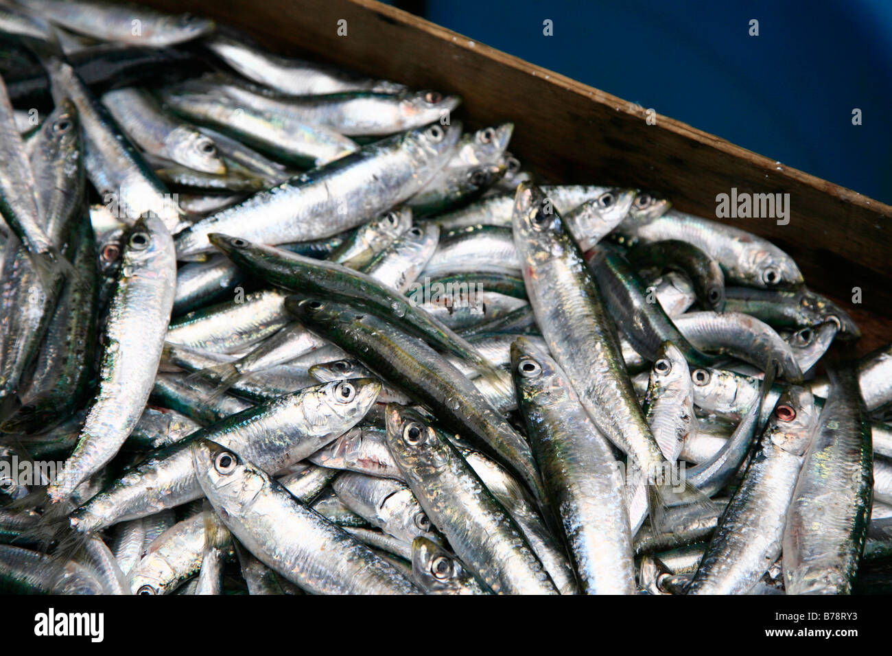 Anchovies in box hi-res stock photography and images - Alamy