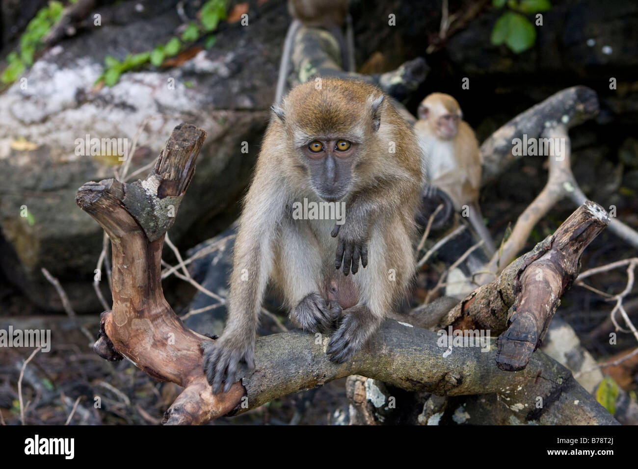 Daying hi-res stock photography and images - Alamy