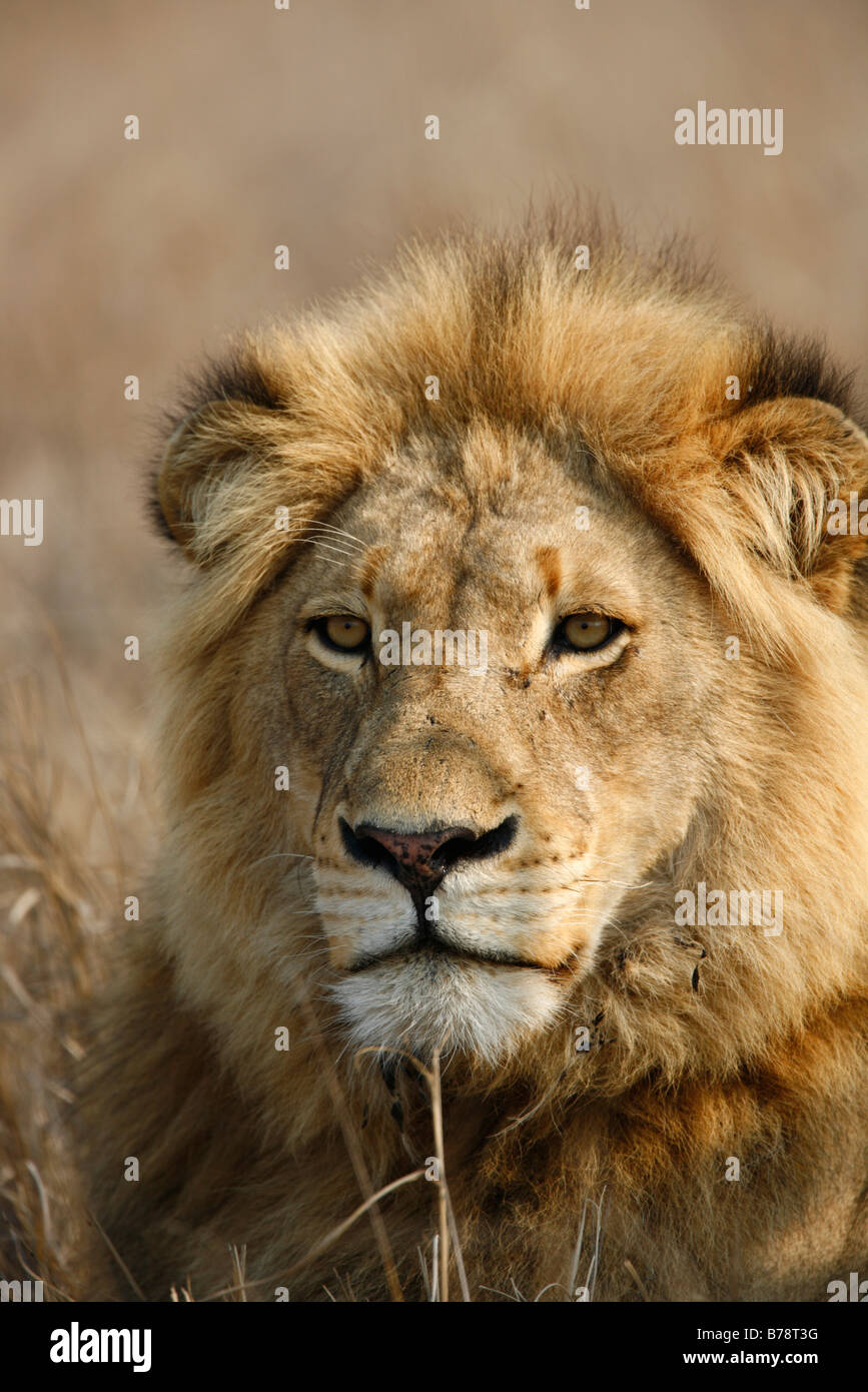 Portrait without a face hi-res stock photography and images - Alamy