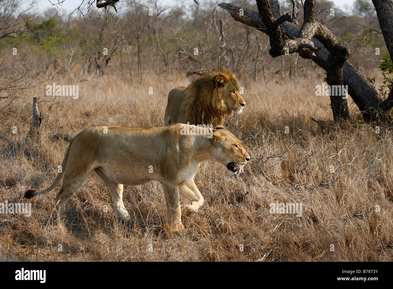 Animal pair at mating hi-res stock photography and images - Alamy