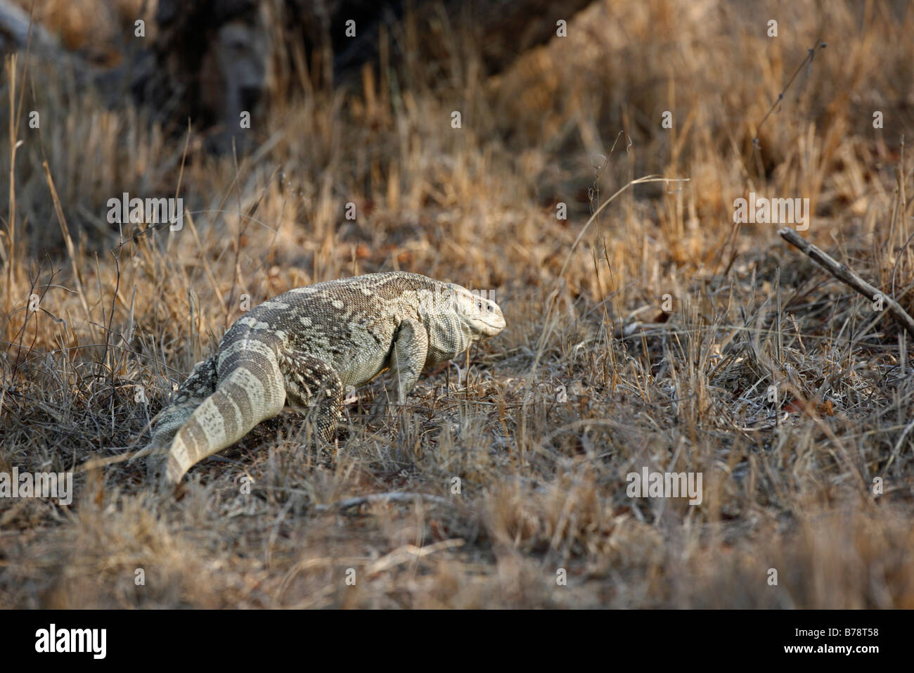 Nile monitor lizard leguaan in hi-res stock photography and images - Alamy