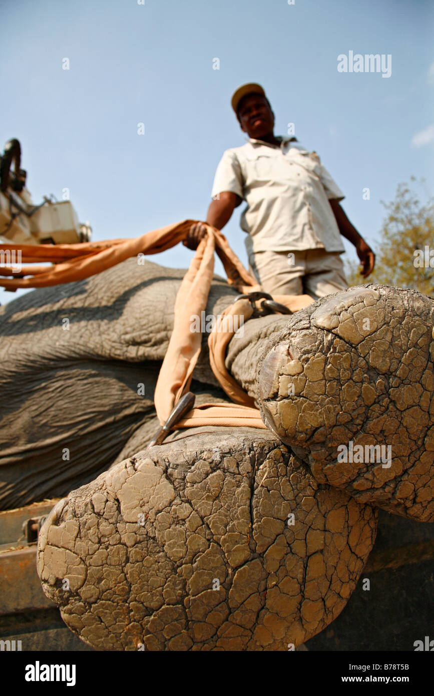 A game capture field assistant holding straps to hoist a sedated ...