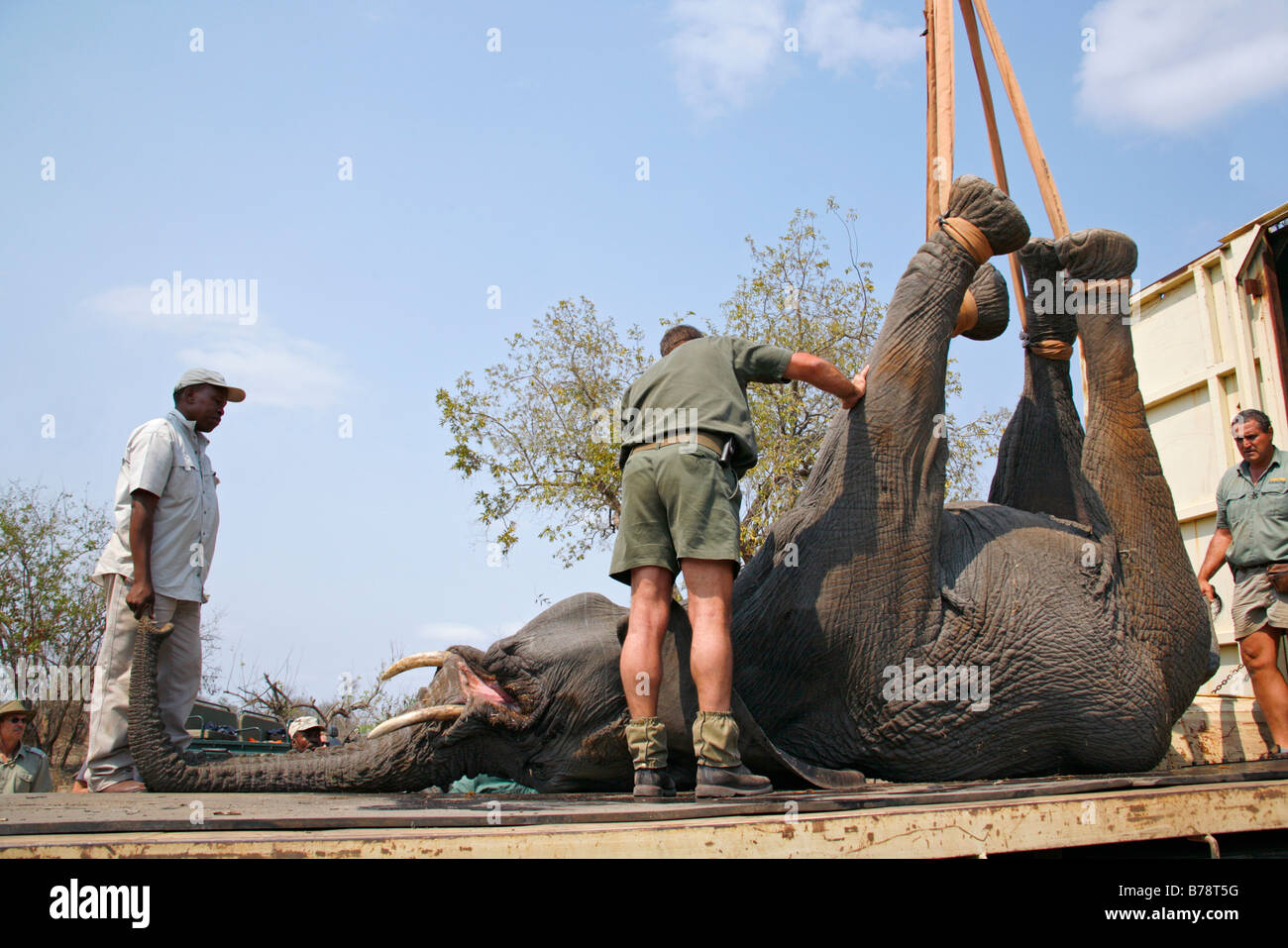 A game capture team hoists a sedated elephant a flatbed truck during ...