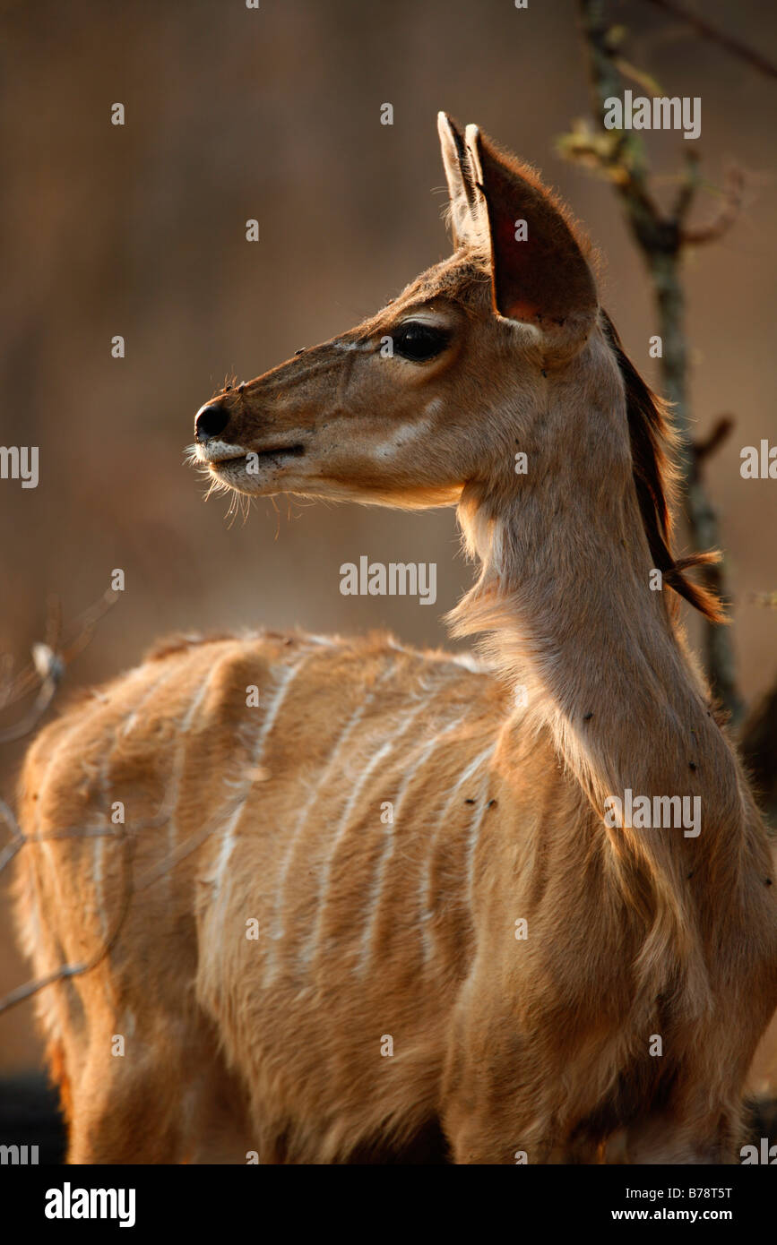 Portrait of a young female kudu looking alert Stock Photo - Alamy