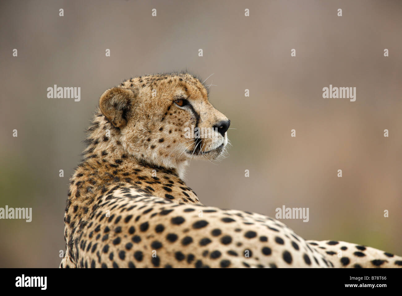 Portrait of a male cheetah looking back over its shoulder Stock Photo ...