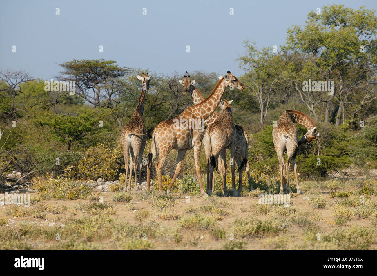 A group of giraffe standing together Stock Photo - Alamy