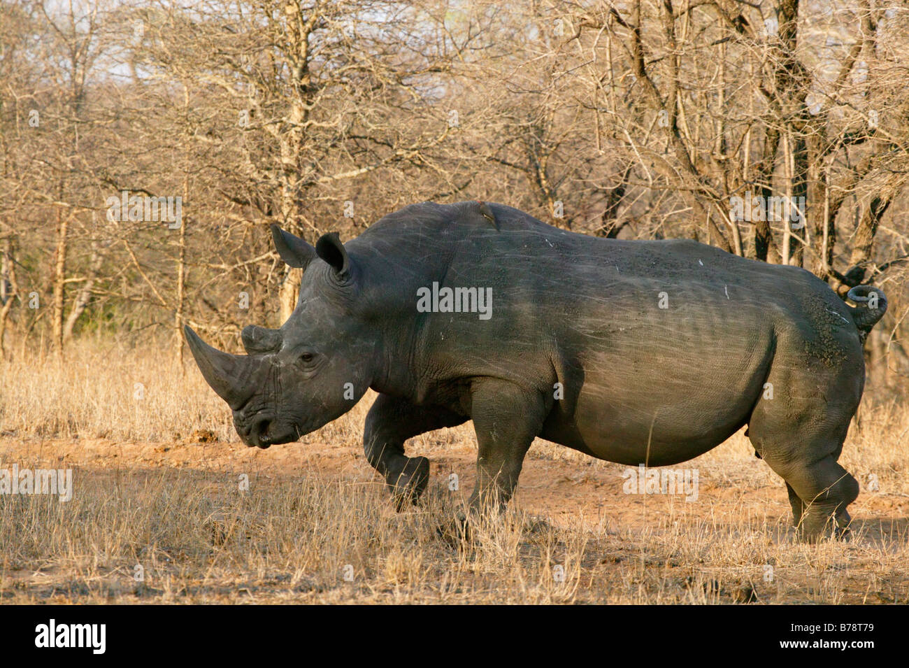 Rhino running hi-res stock photography and images - Alamy
