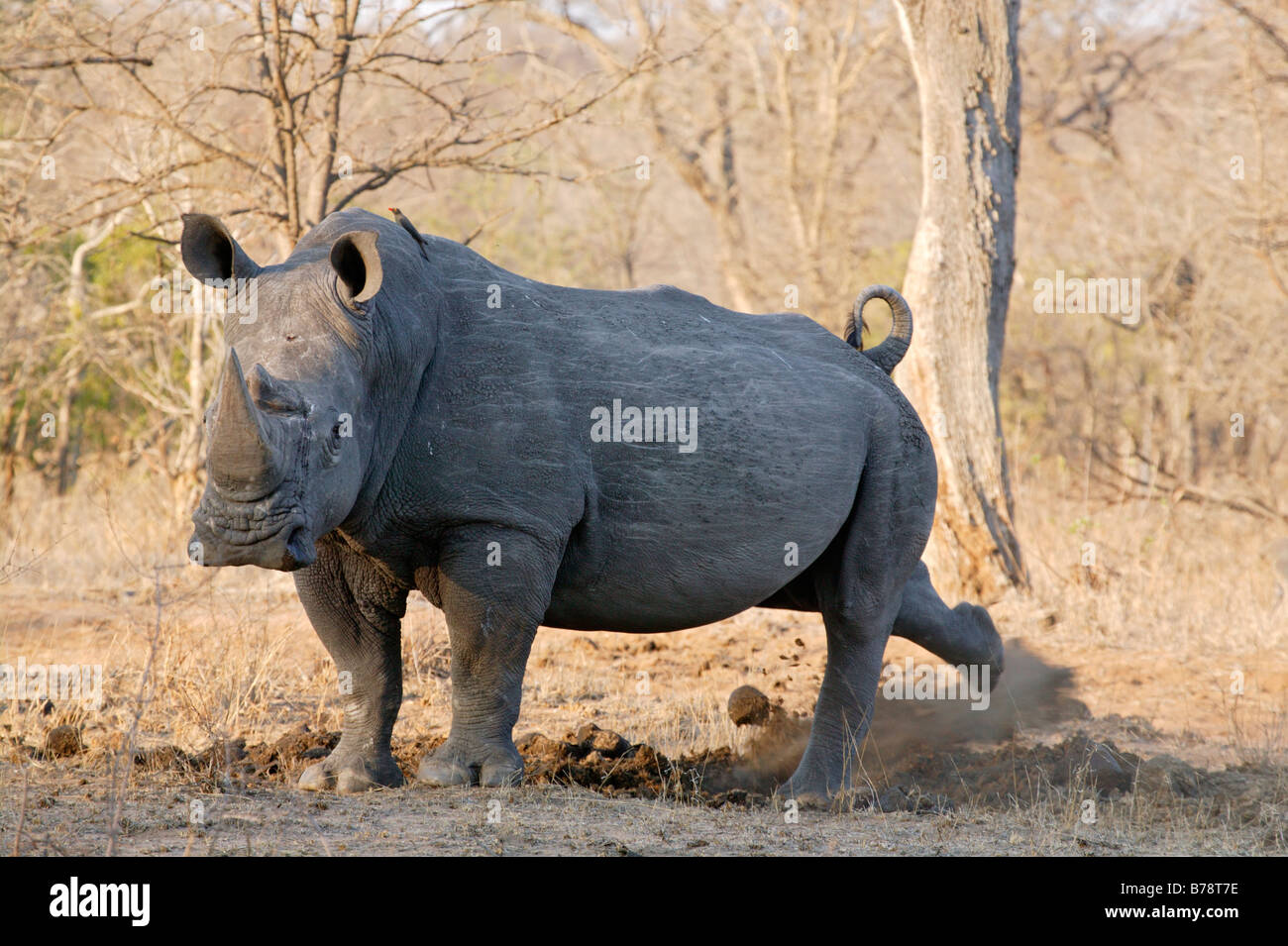 Rhino Dung Midden High Resolution Stock Photography and Images - Alamy