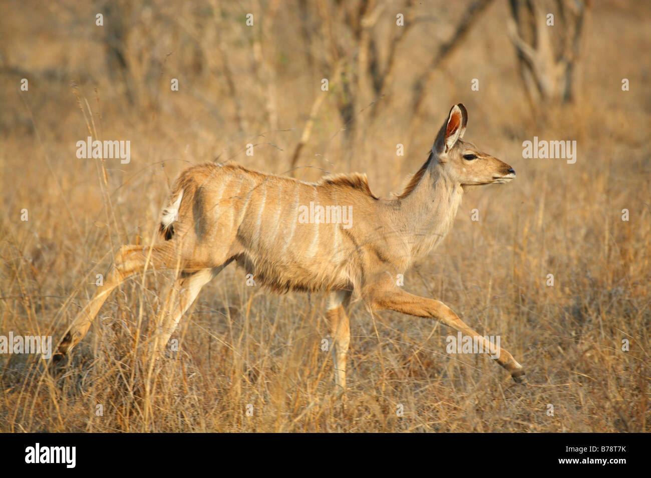 Kudu running hi-res stock photography and images - Alamy