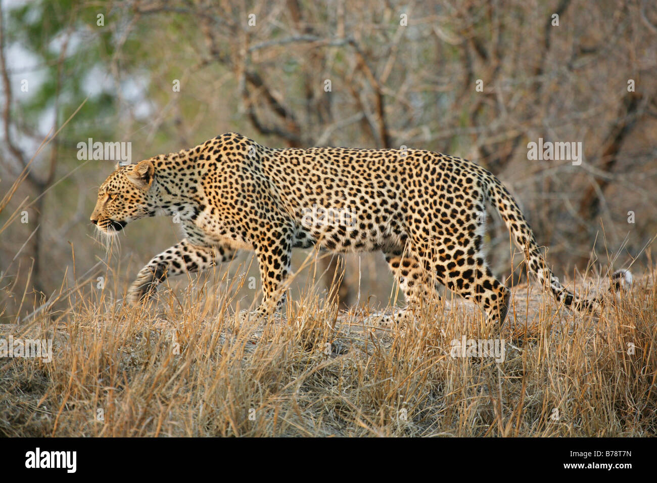 Stalking leopard hi-res stock photography and images - Alamy