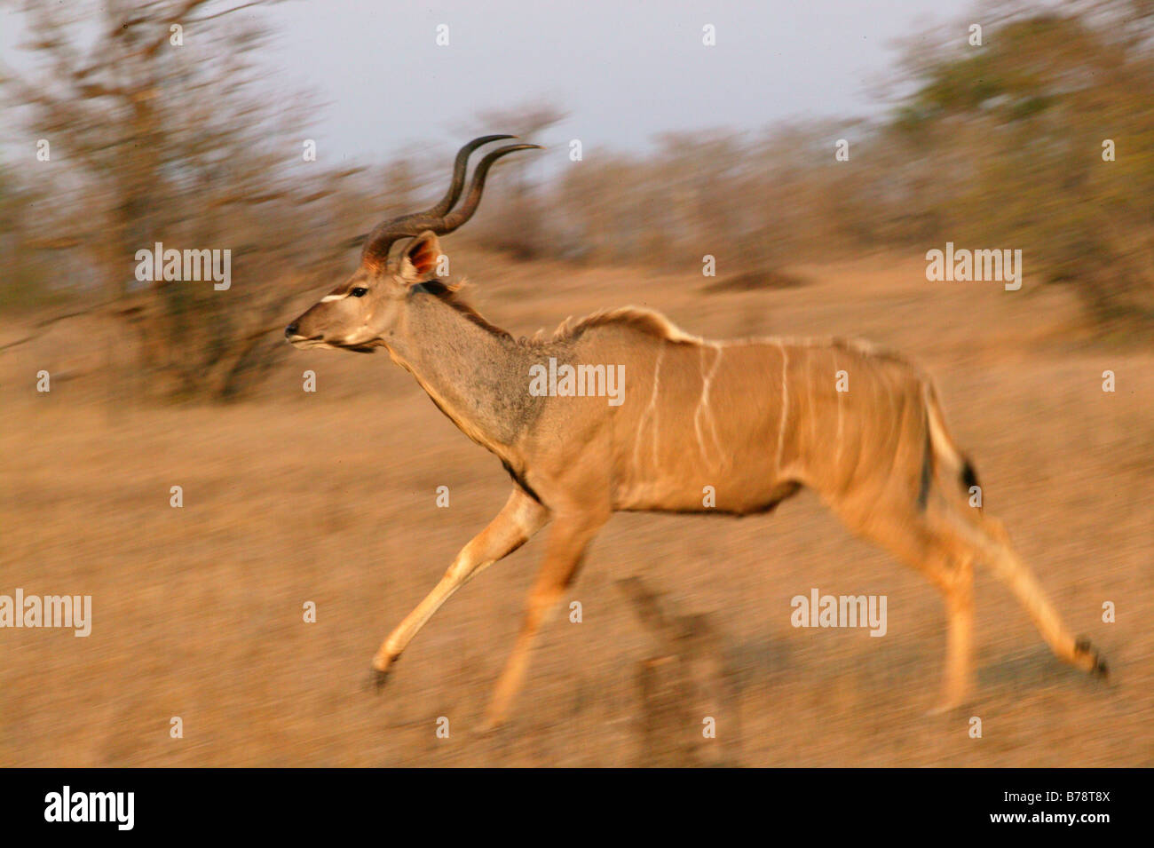 Kudu running hi-res stock photography and images - Alamy