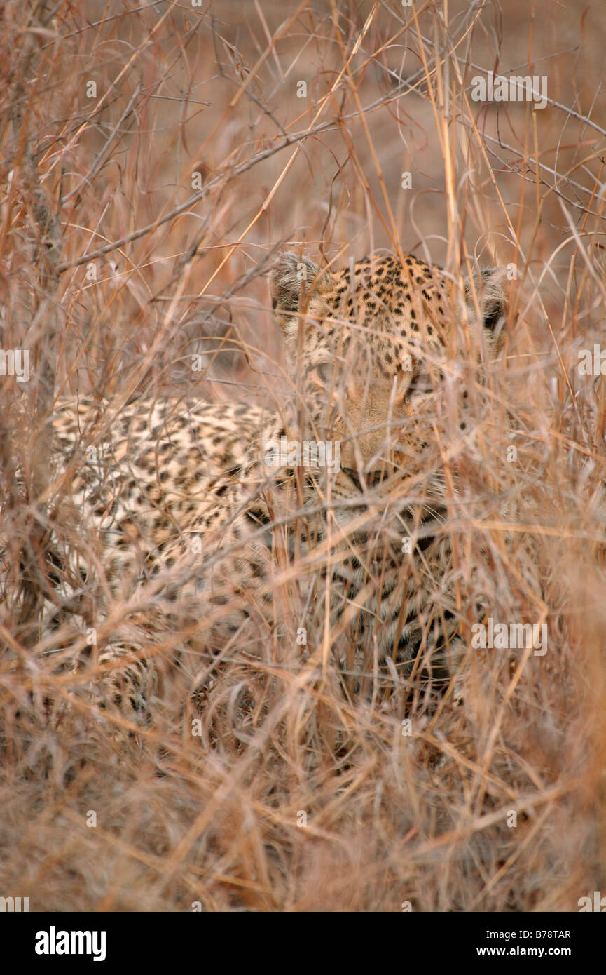 Leopard lying up in long dry grass Stock Photo - Alamy