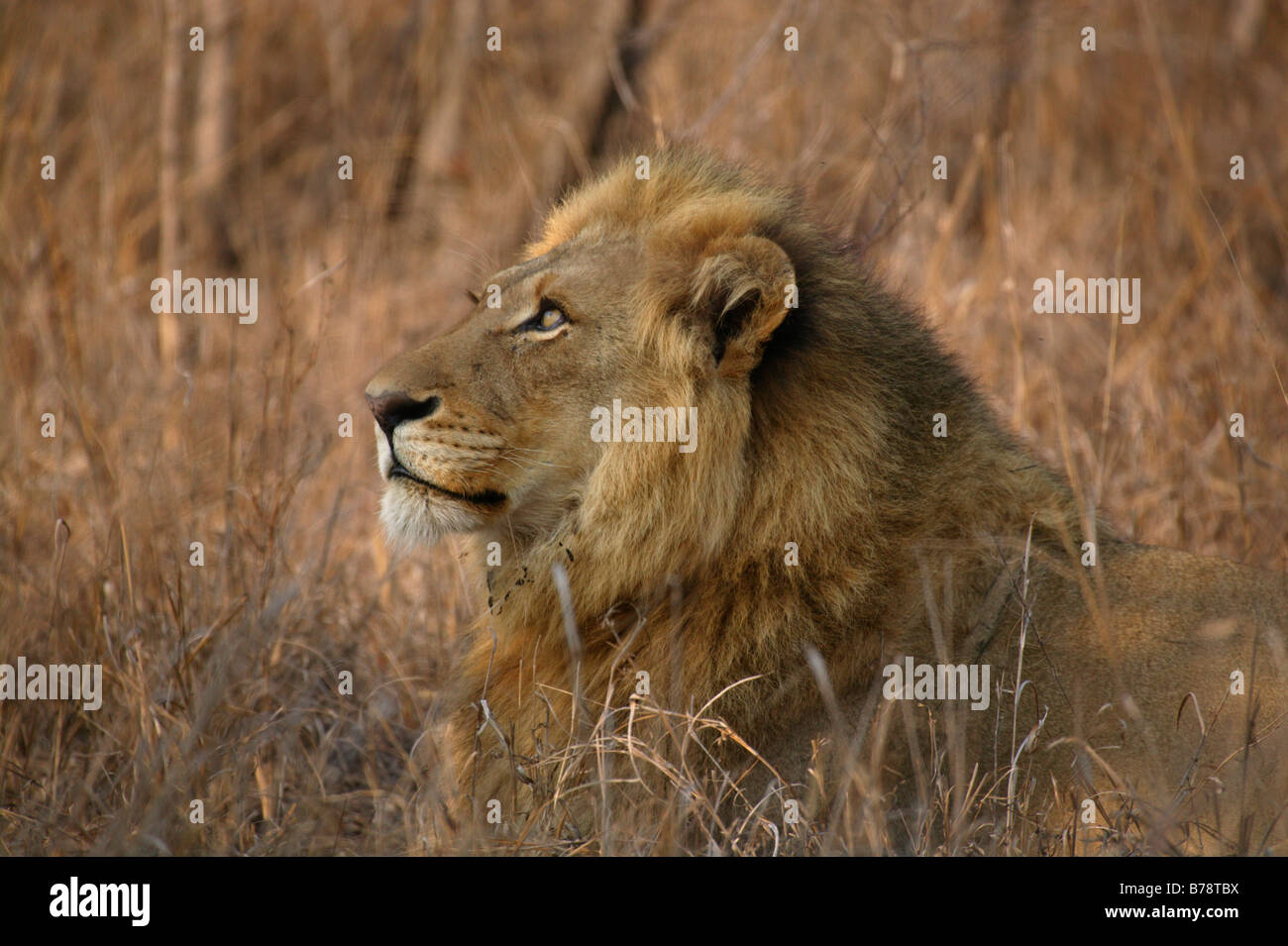 Male lion gazing into the sky Stock Photo - Alamy