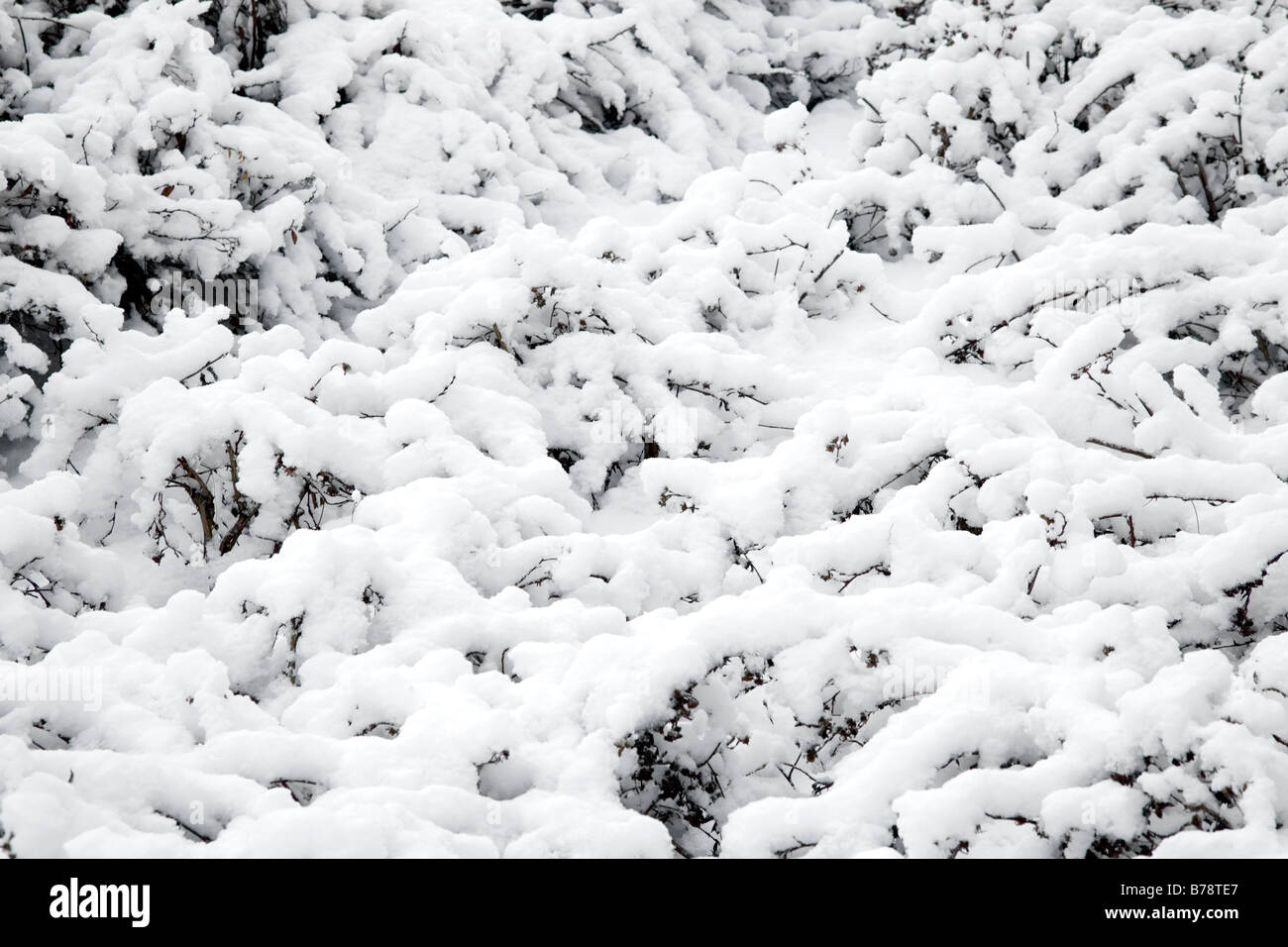 snow covered bush Stock Photo - Alamy