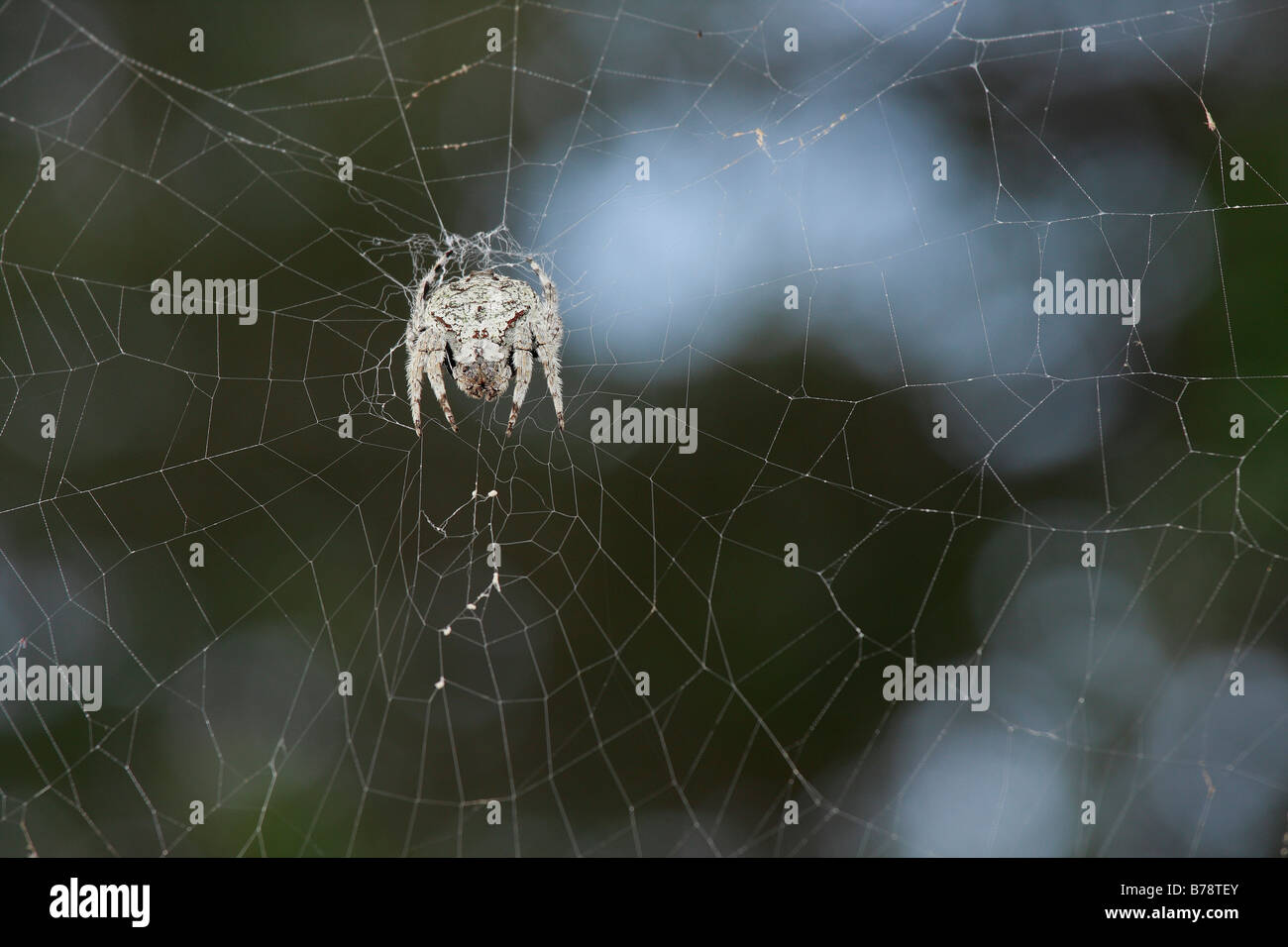 Bark Spider Web High Resolution Stock Photography and Images - Alamy