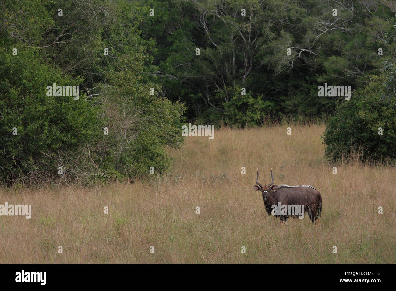 Lone male ram hi-res stock photography and images - Alamy