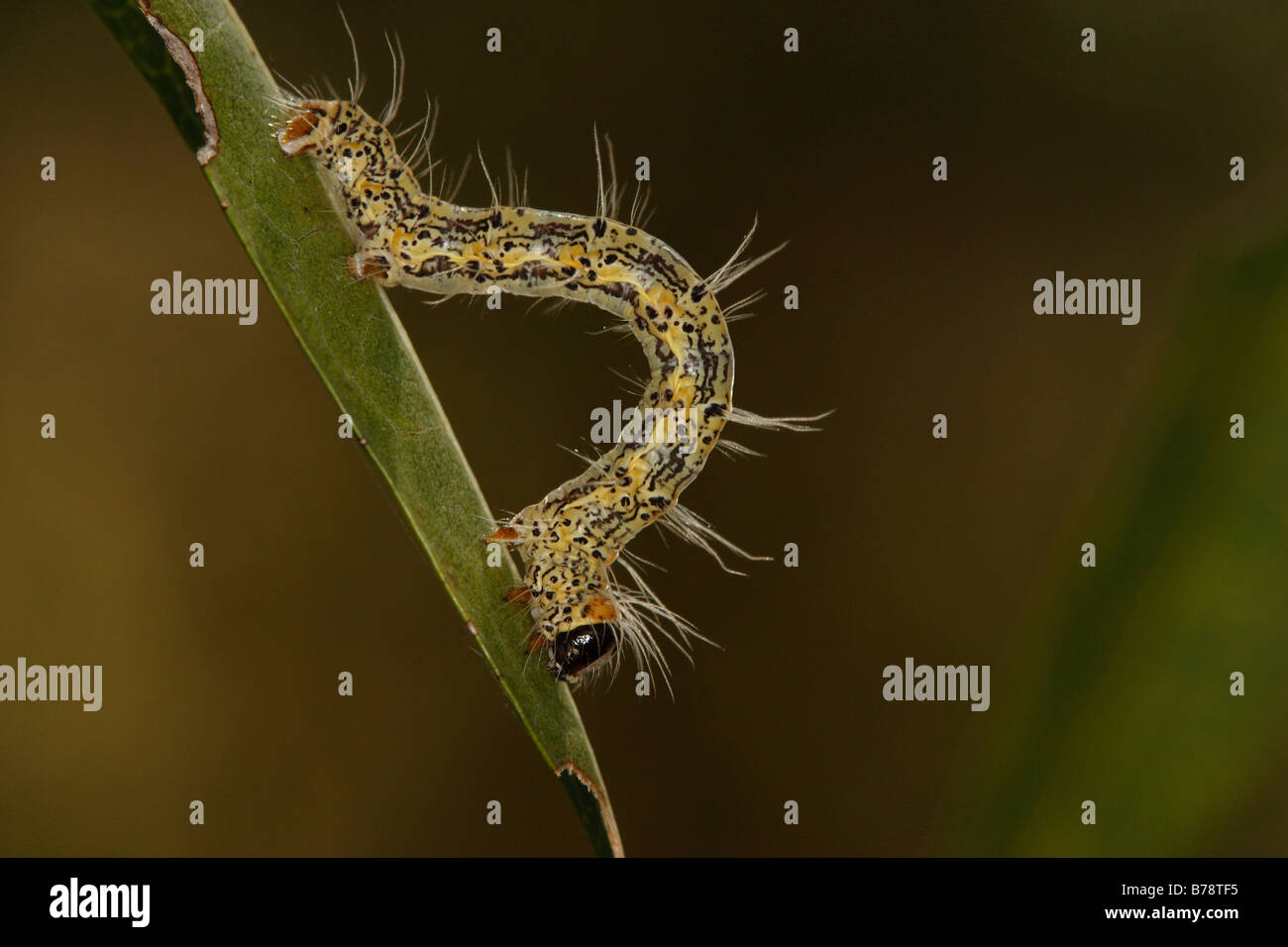Inch worm hi-res stock photography and images - Alamy