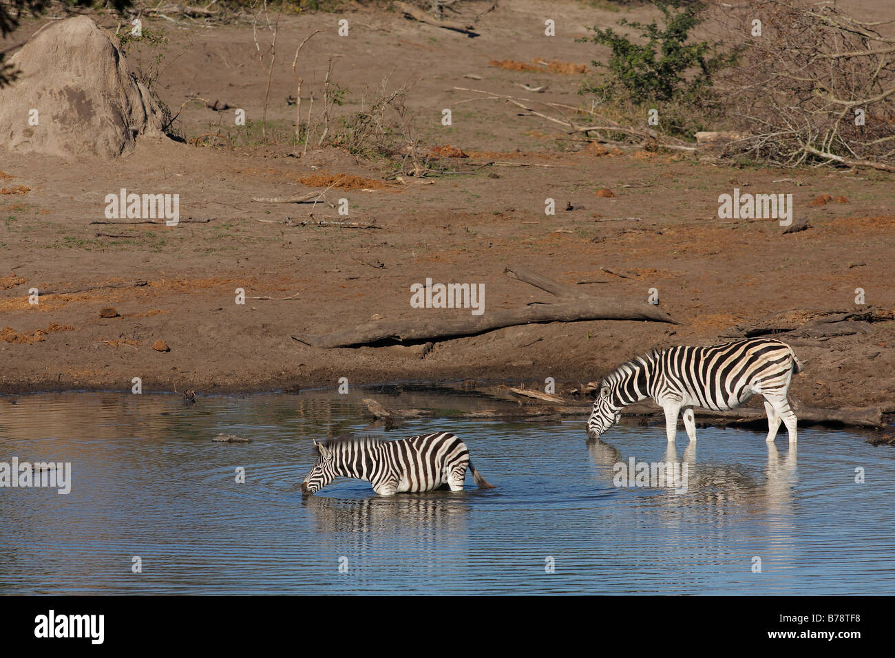 One zebra standing hi-res stock photography and images - Alamy