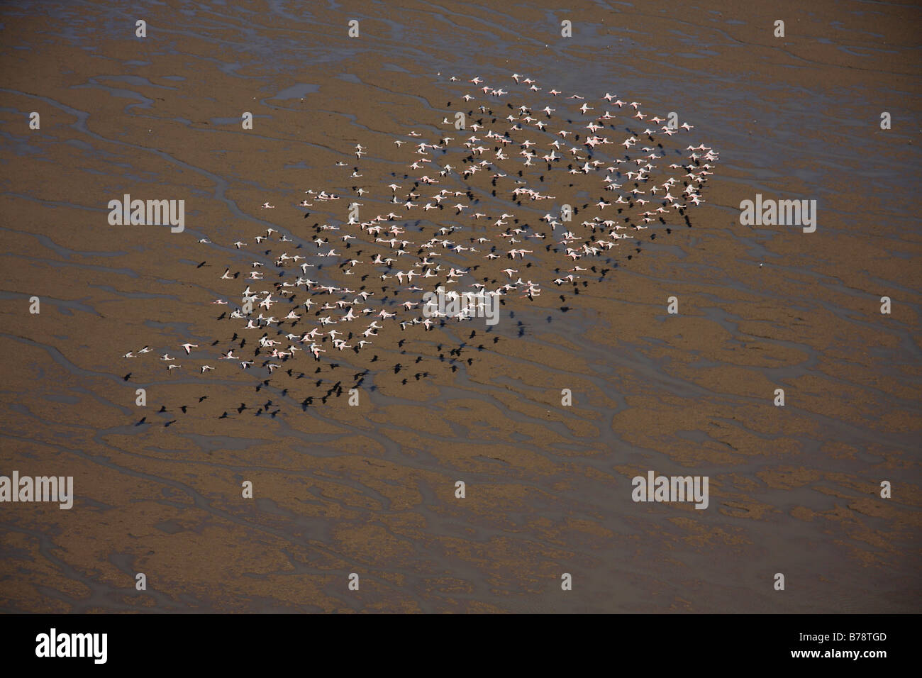 Aerial view of a flying flock of flamingos flying over tidal mud flats ...
