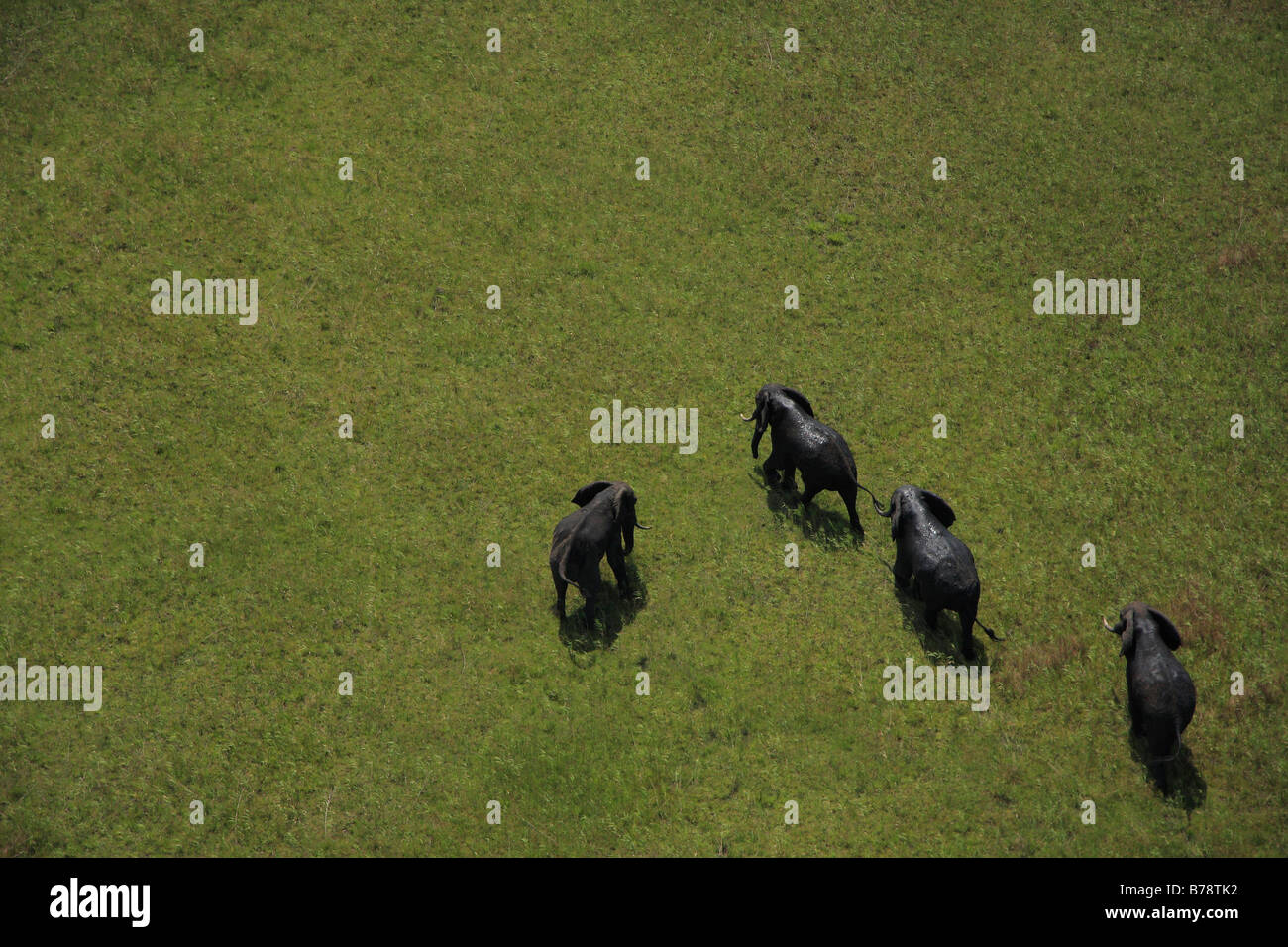 The maputo elephant reserve hi-res stock photography and images - Alamy