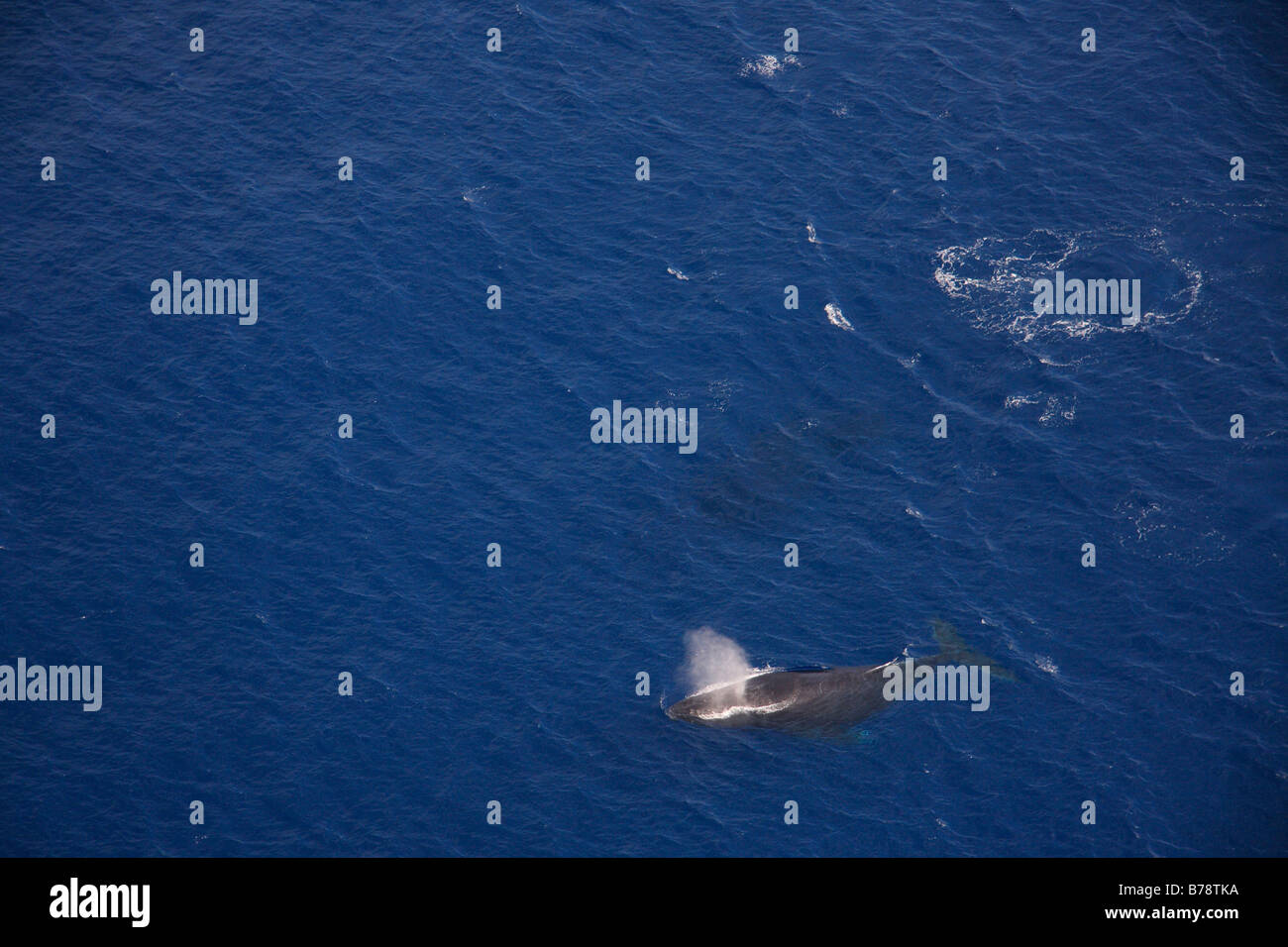 Ocean whale aerial hi-res stock photography and images - Alamy