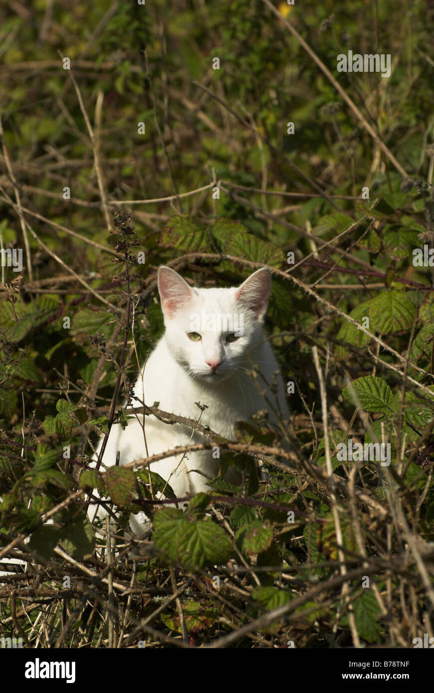 Pet prowler hi-res stock photography and images - Alamy