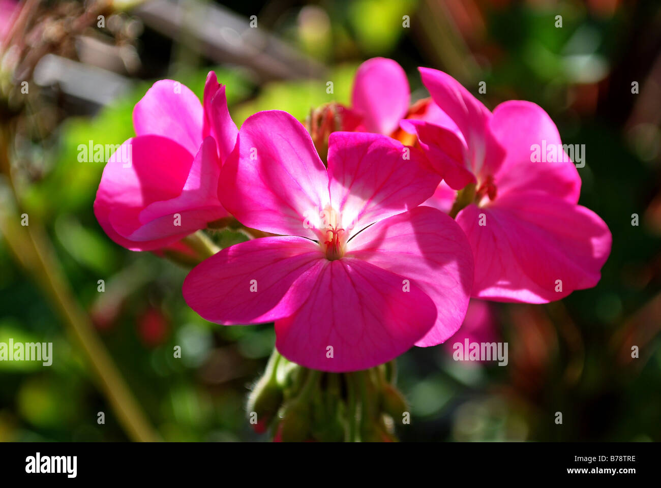 Lizzy flowers hi-res stock photography and images - Alamy