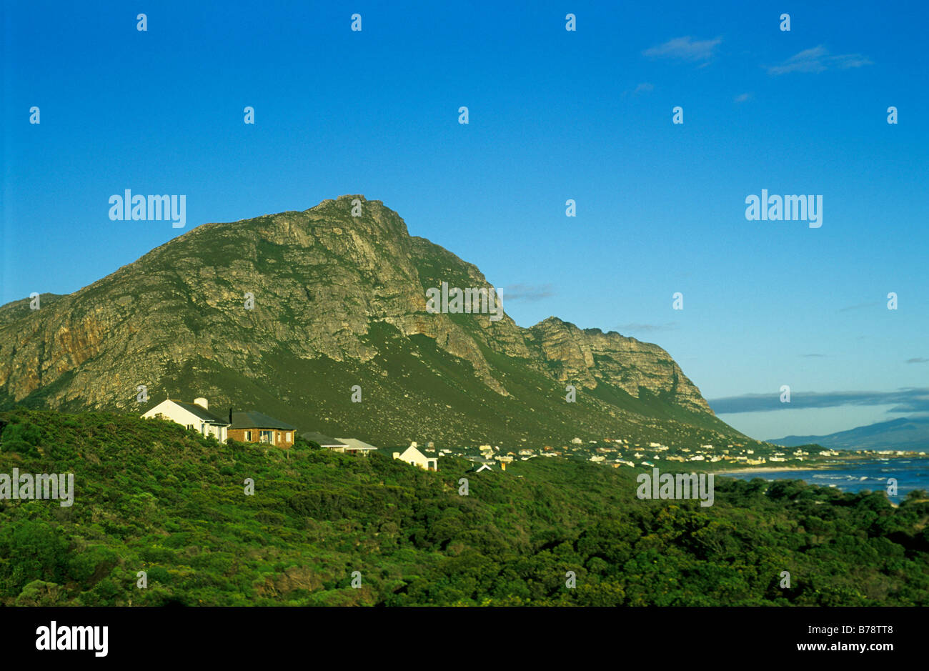 Indigenous trees of western cape hi-res stock photography and images ...