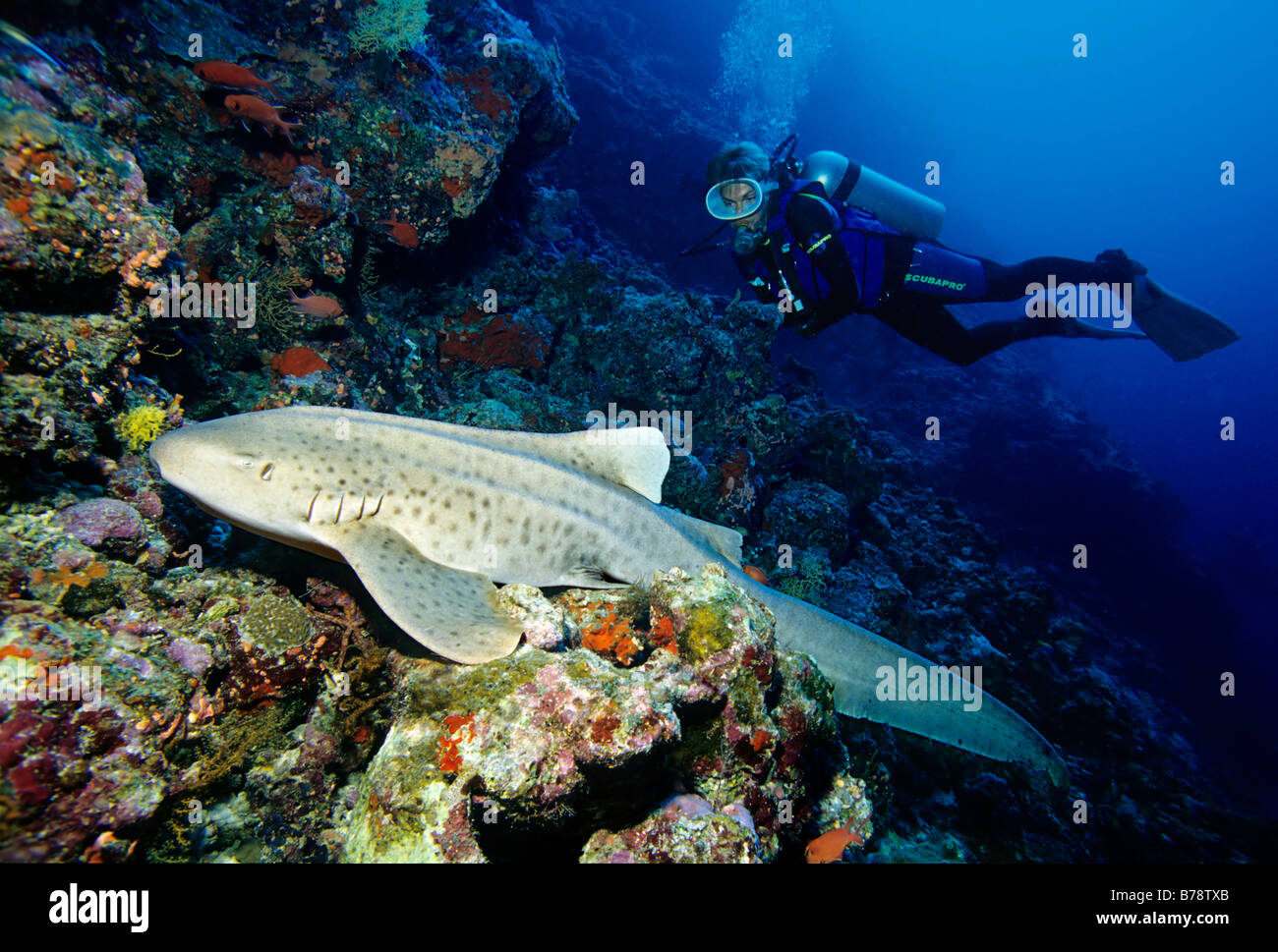 Scuba diver watching a Zebra Shark (Stegostoma fasciatum) at a coral ...