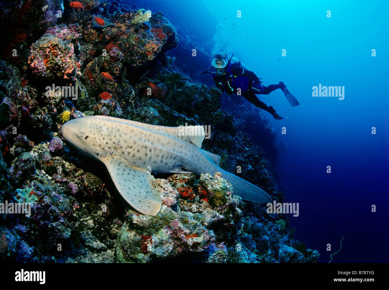 Zebra shark hi-res stock photography and images - Alamy