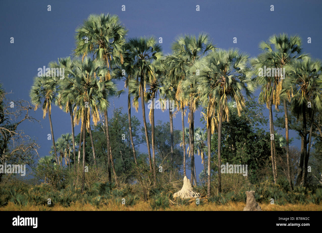 A cluster of Hyphaene benguellensis (real fan) palm trees on an island ...