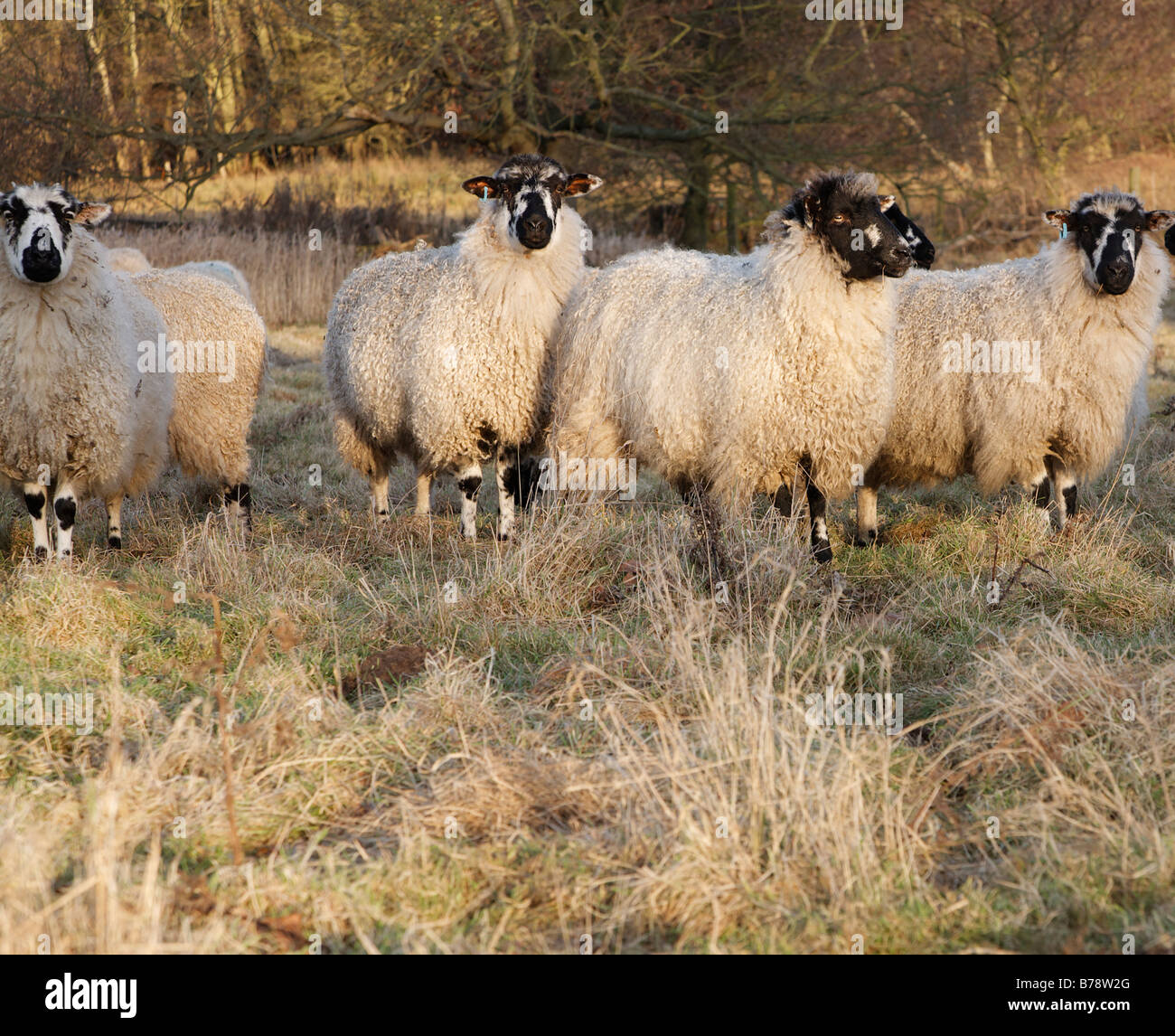 Sheep grazing on rough winter pasture Stock Photo - Alamy