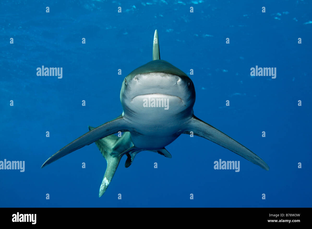 Carcharhinus longimanus hi-res stock photography and images - Alamy