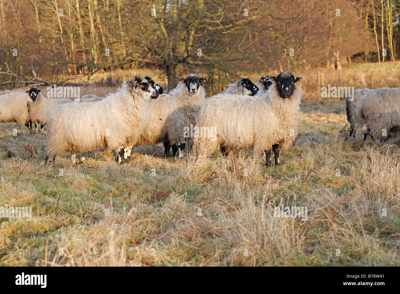 Rough grazing sheep hi-res stock photography and images - Alamy