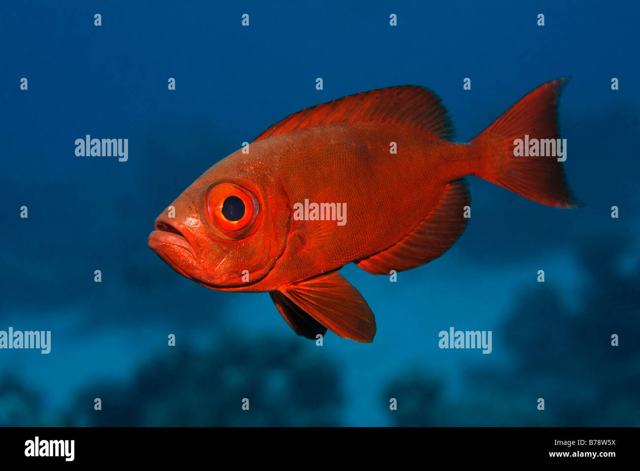 Common bigeye (Priacanthus hamrur) red, swimming above coral reef ...