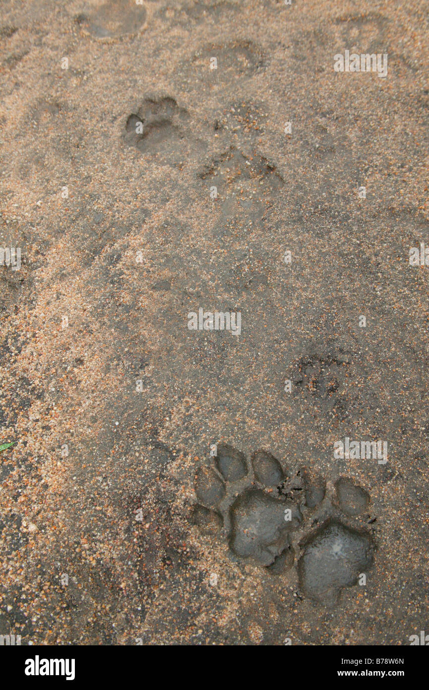 Mountain Lion Tracks In Sand