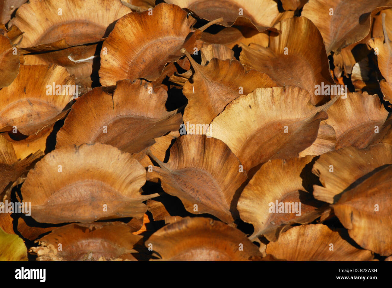 The four-winged seeds of Combretum zeyheri (large-fruited bushwillow ...