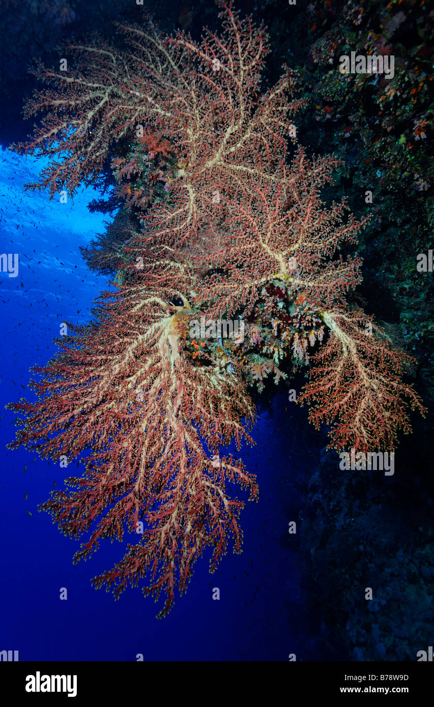 Red sea coral reefs hi-res stock photography and images - Alamy